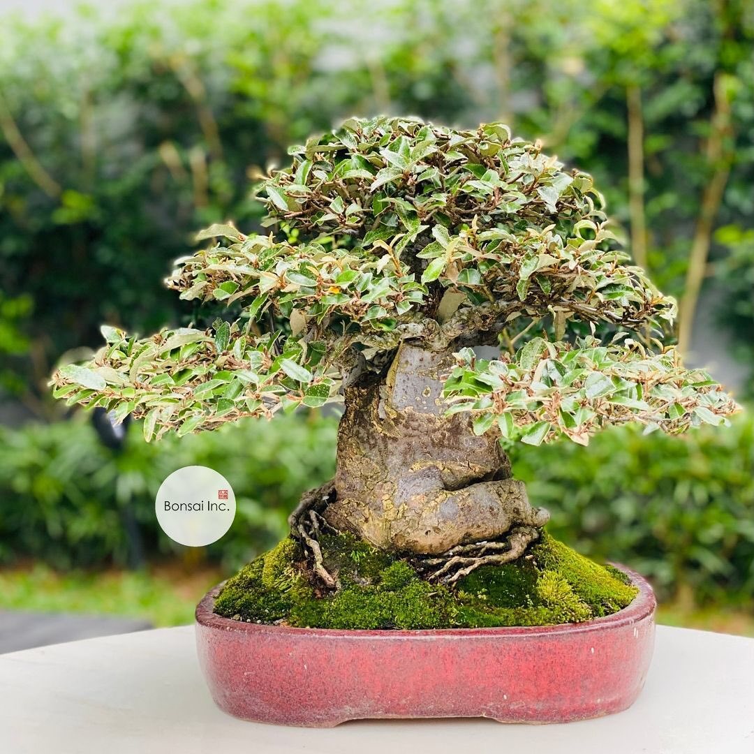 Mini Bonsai Singapore: Small Bonsai Trees Perfect for Modern Homes ...