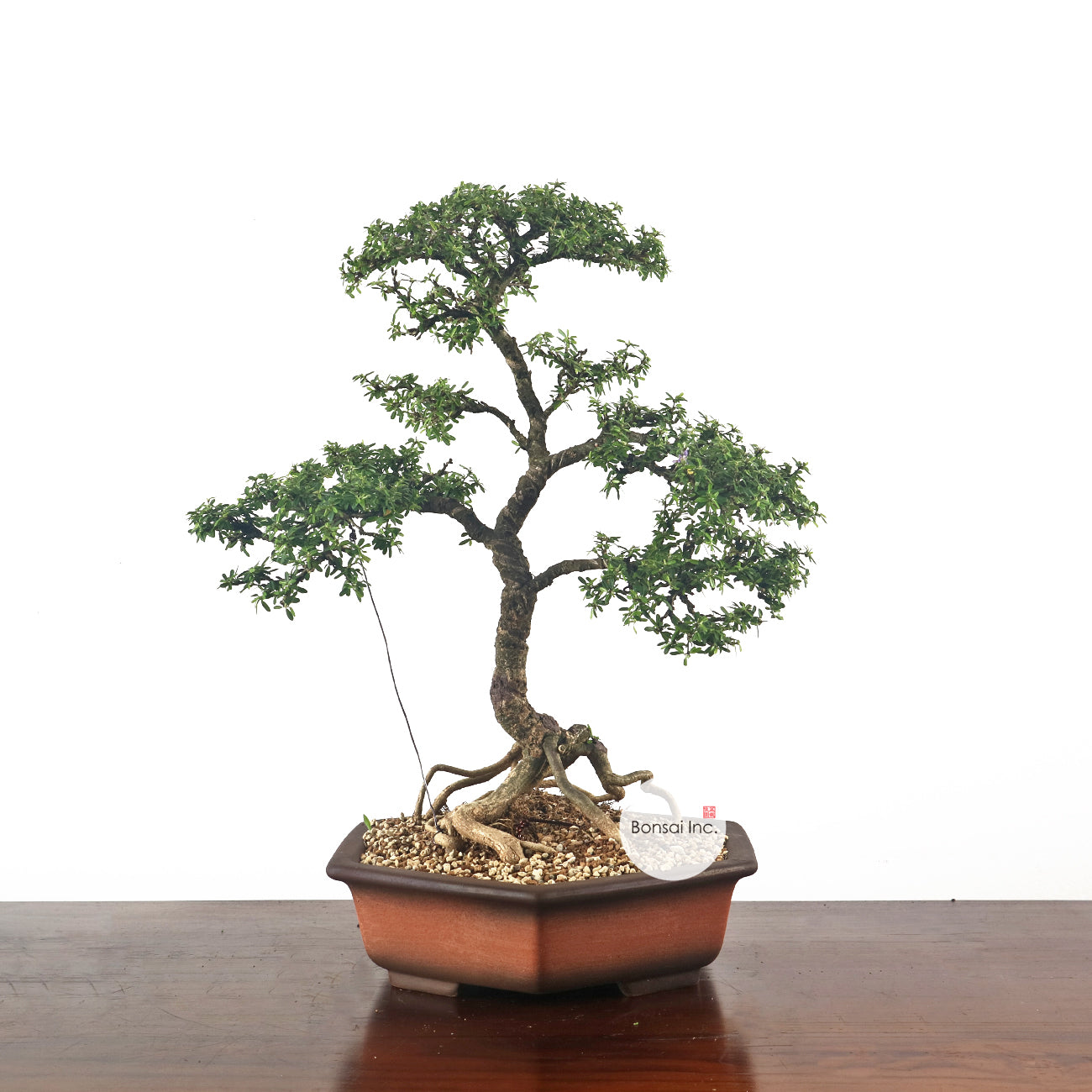 All Bonsai – bonsai-inc