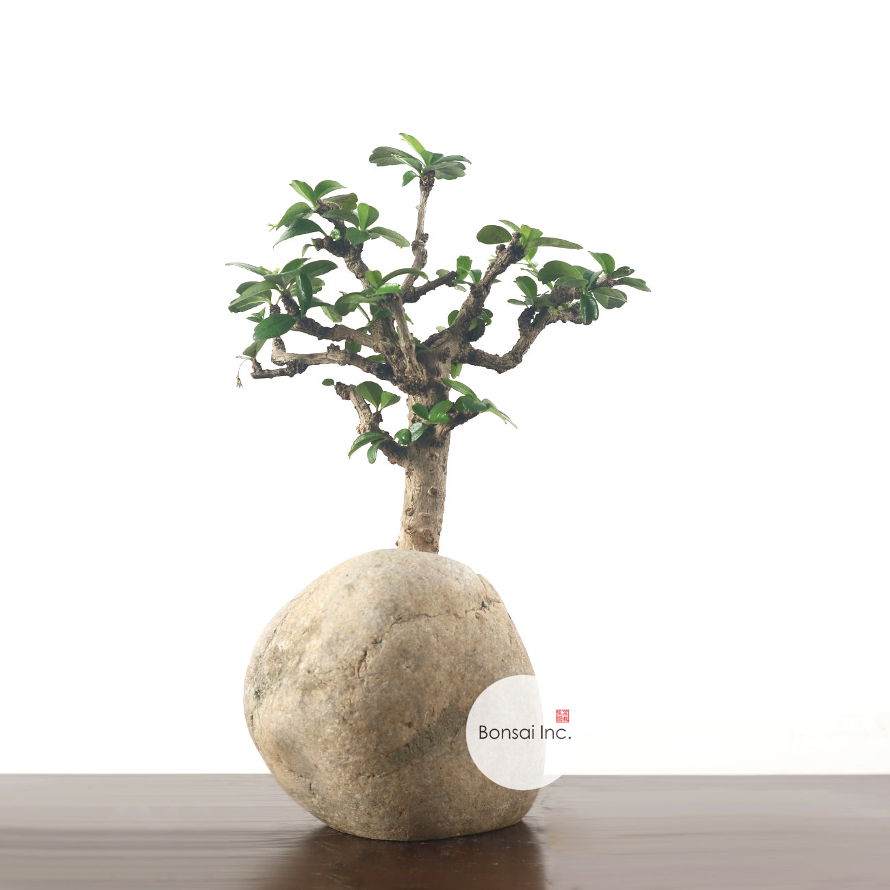 All Bonsai – bonsai-inc