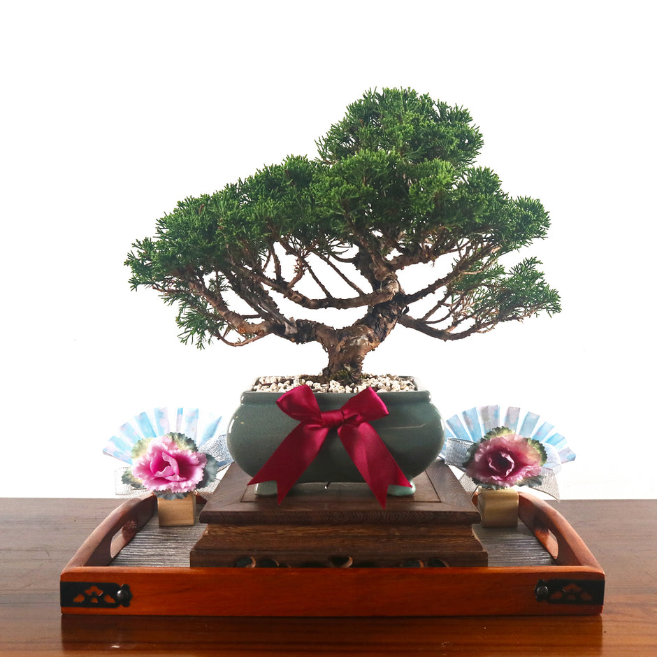 $360 Gift Card – bonsai-inc