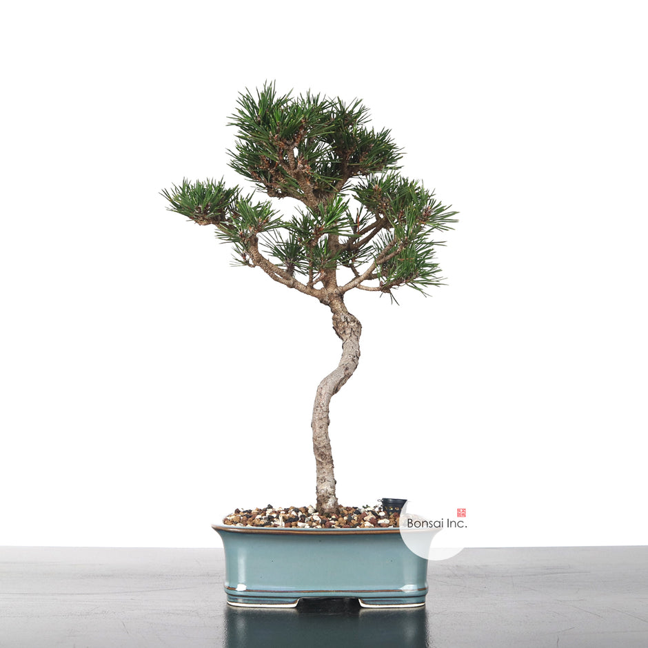 Japanese Pine – bonsai-inc