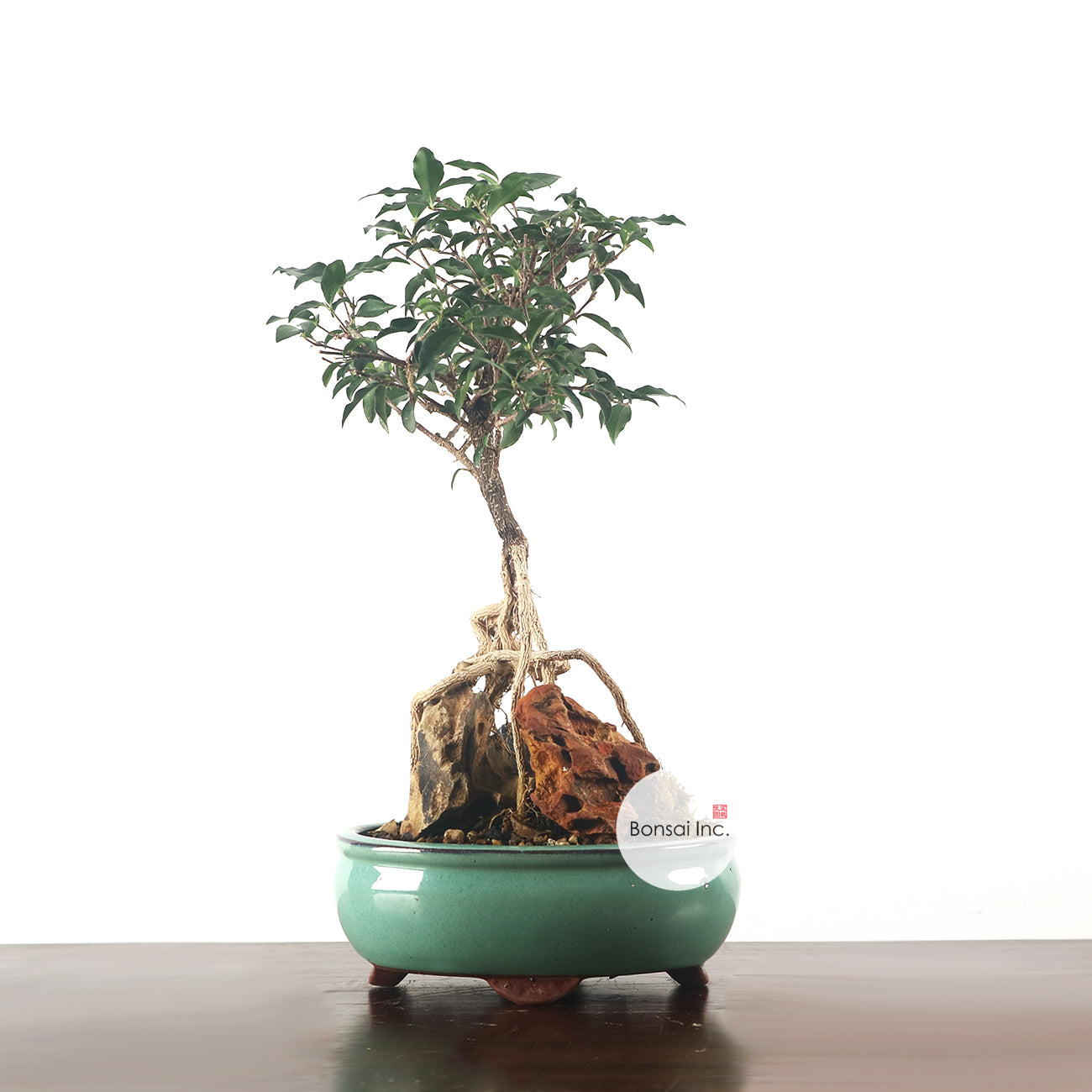 Tropical Bonsai – bonsai-inc