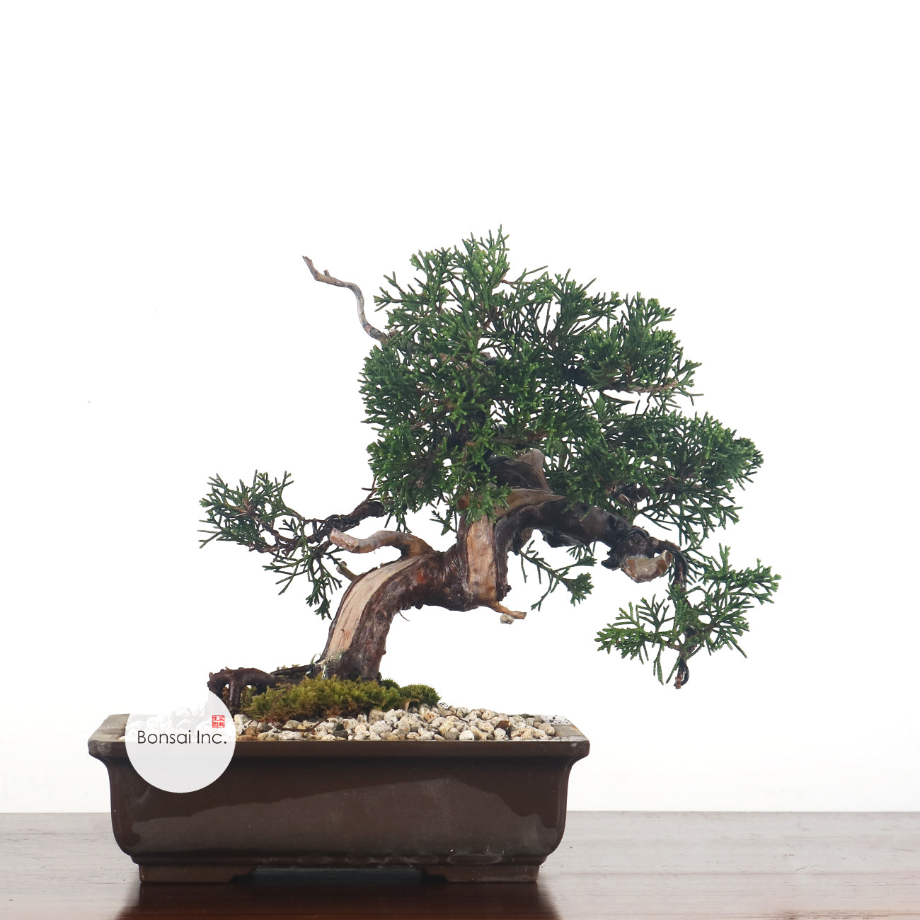 Bonsai Inc Singapore – bonsai-inc