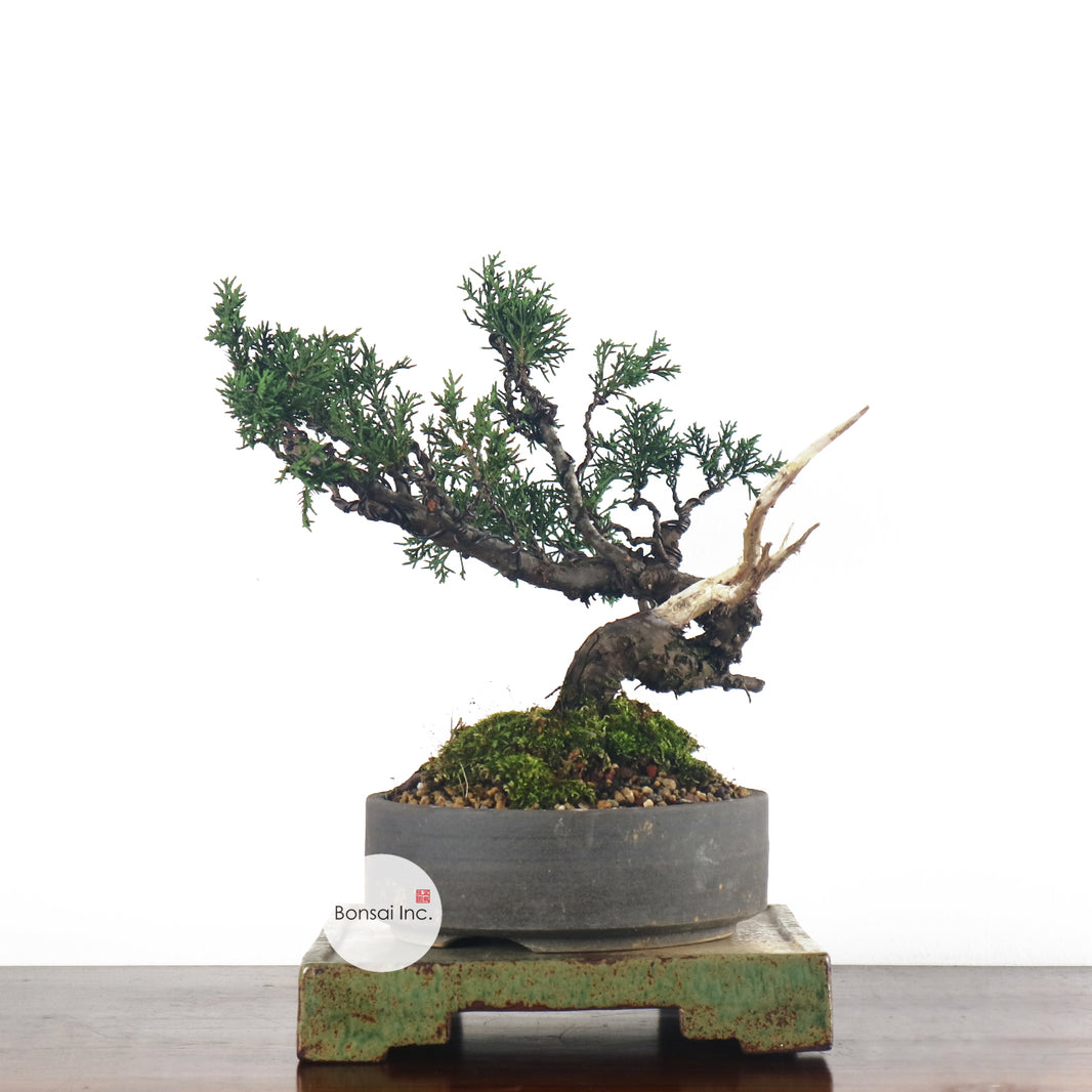 Japanese Juniper – bonsai-inc