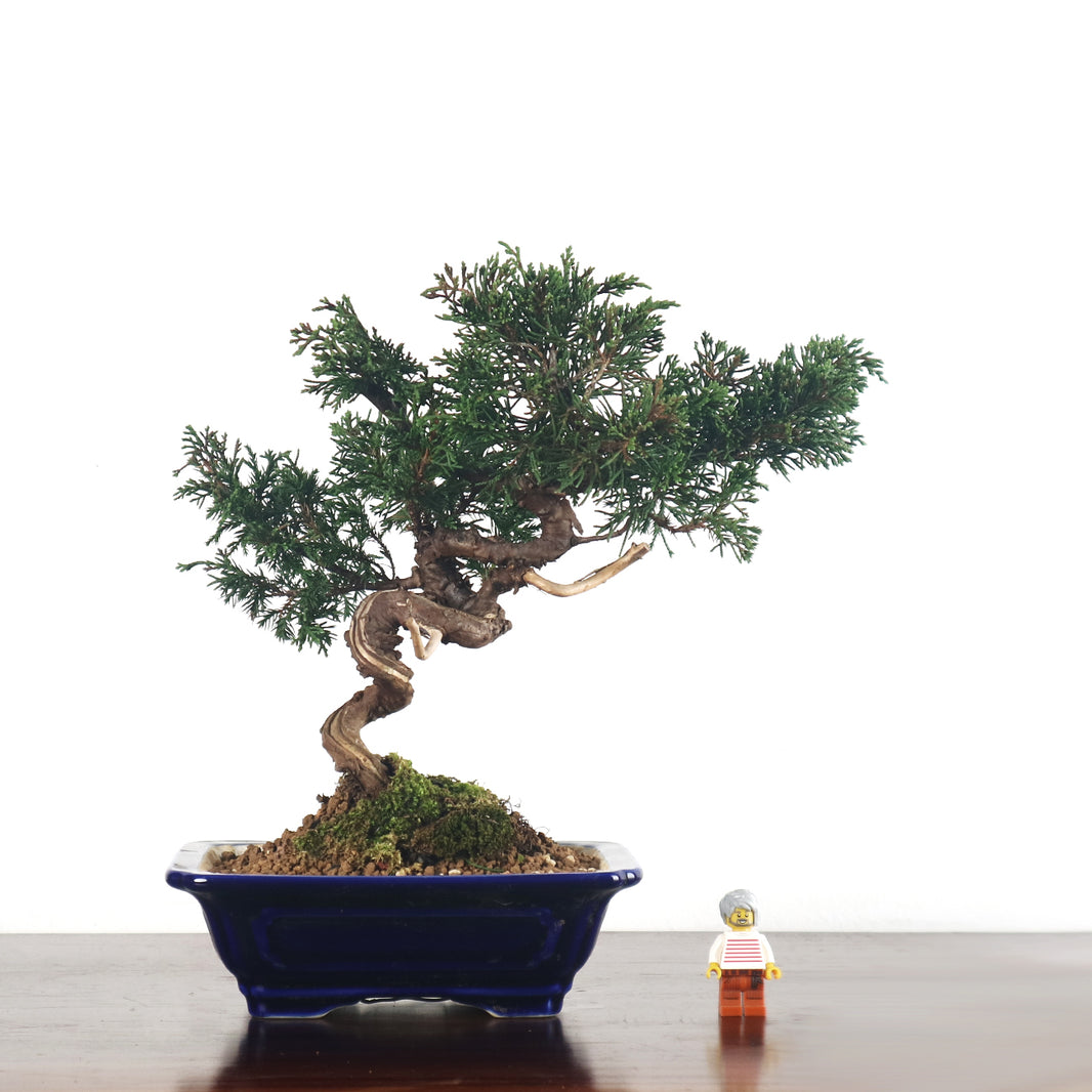 Japanese Juniper – bonsai-inc