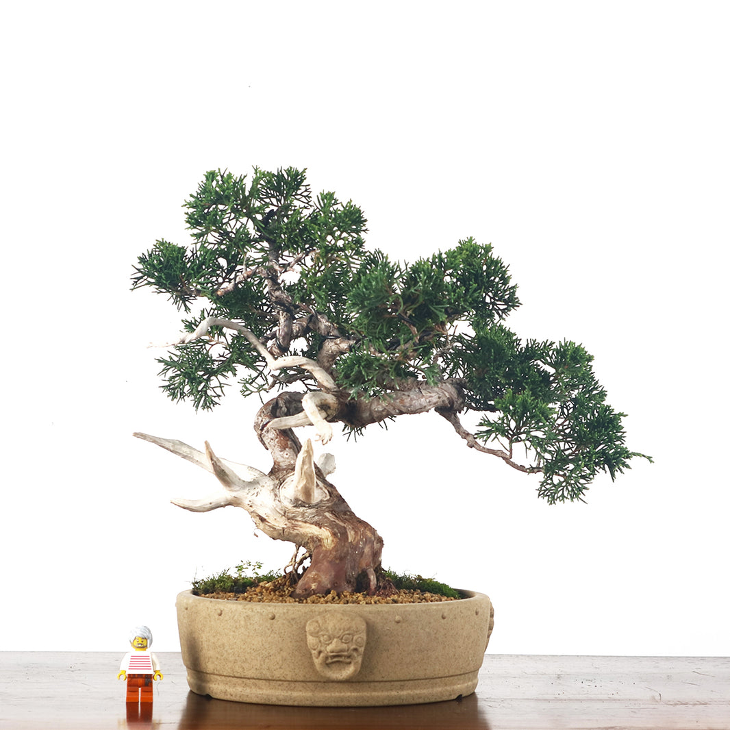 Japanese Juniper – bonsai-inc